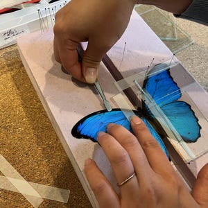 Stainless Steel Entomology Pins, for Insects and Butterflies, Pinning ...