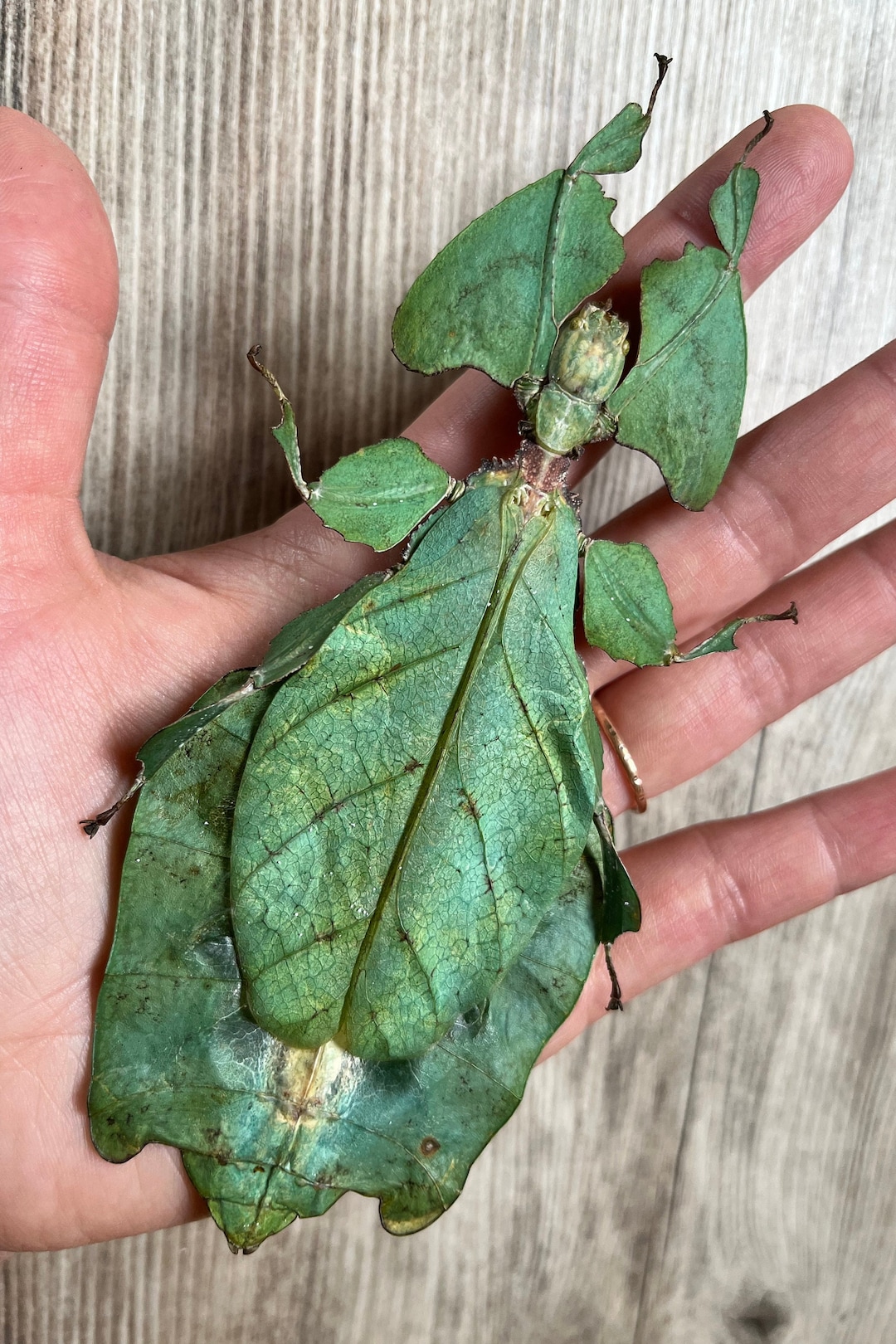 HUGE Phyllium Giganteum, World’s Largest Leaf Insect! +140mm GIANT BUG ...