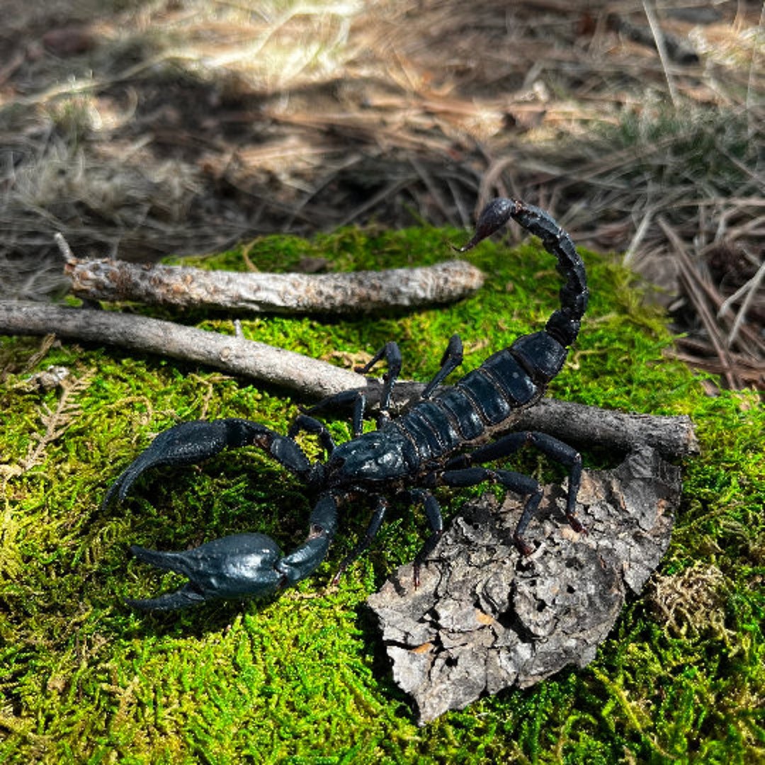 GIANT Real Scorpion, DEAD Specimen Heterometrus Laoticus, Black Forest ...