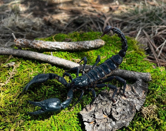 GIANT Real Scorpion, DEAD Specimen Heterometrus Laoticus, Black Forest ...