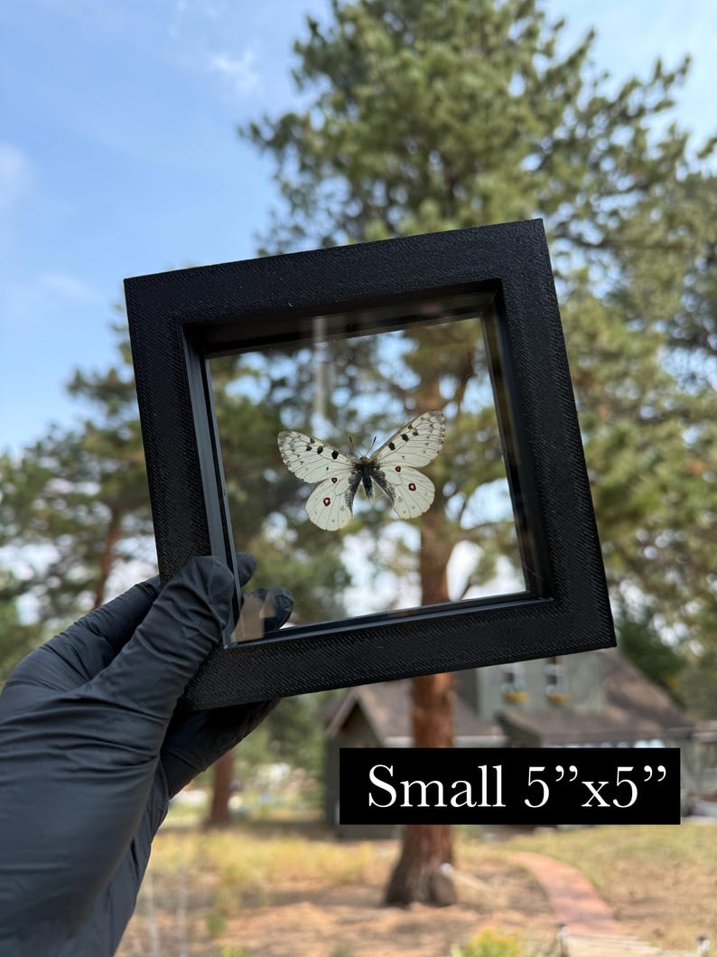 Double Glass Shadow Box Frames, REAL GLASS, Insect + Butterfly Picture ...