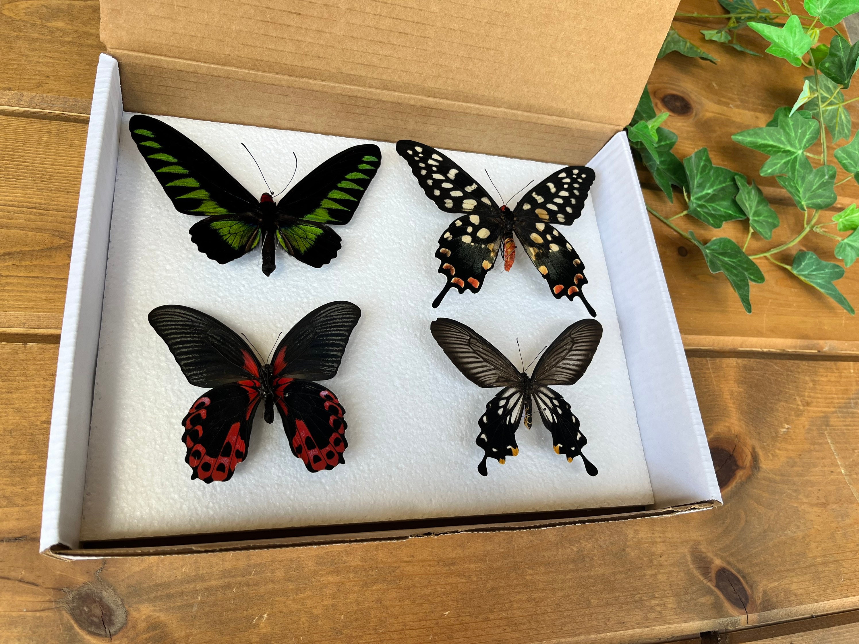Insect Storage Box/container 8 1/2 X 11 - Etsy