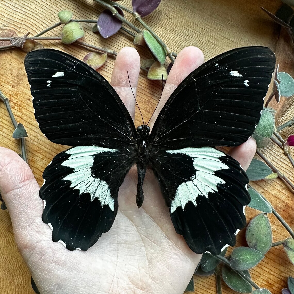 GIANT Black Swallowtail Butterfly ‘papilio Gambrisius Colossus’, REAL ...
