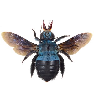 Xylocopa Caerulea,real Blue Carpenter Bee AWESOME INSECT Weird Bug - Etsy