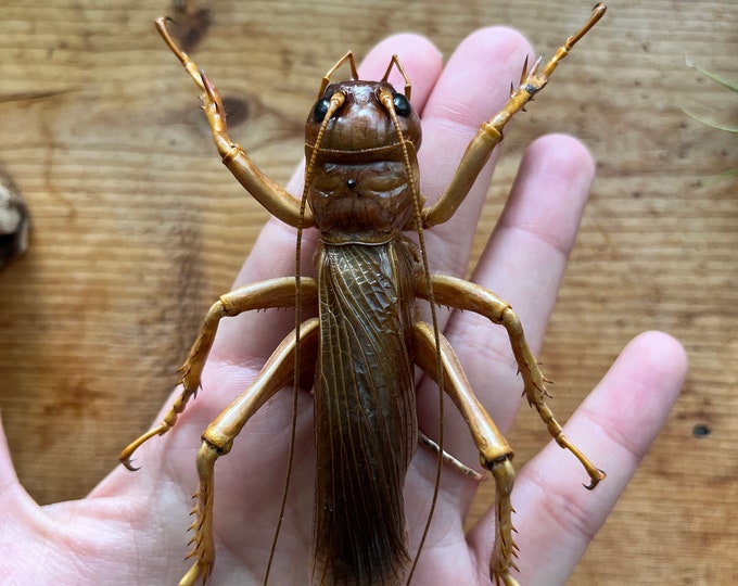 敷島製パン、コオロギ商品めぐり対応苦慮 デマや陰謀論も拡散...提携企業は法的措置を検討 | ガールズちゃんねる - Girls Channel