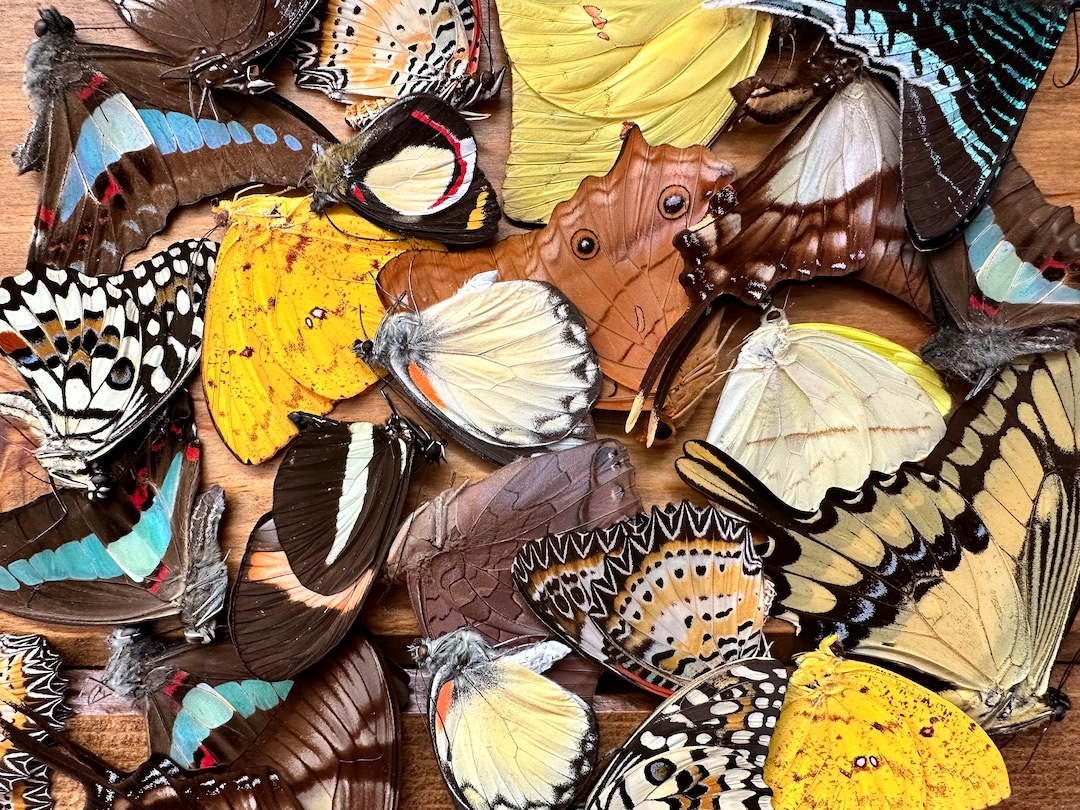 Mixed REAL Butterflies for Artwork, Crafts, and Projects! Wholesale ...