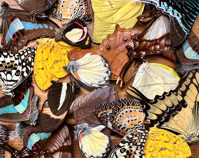 10-100 UNSPREAD RANDOM Butterflies Pack Lot Real Mixed Species Tropical ...