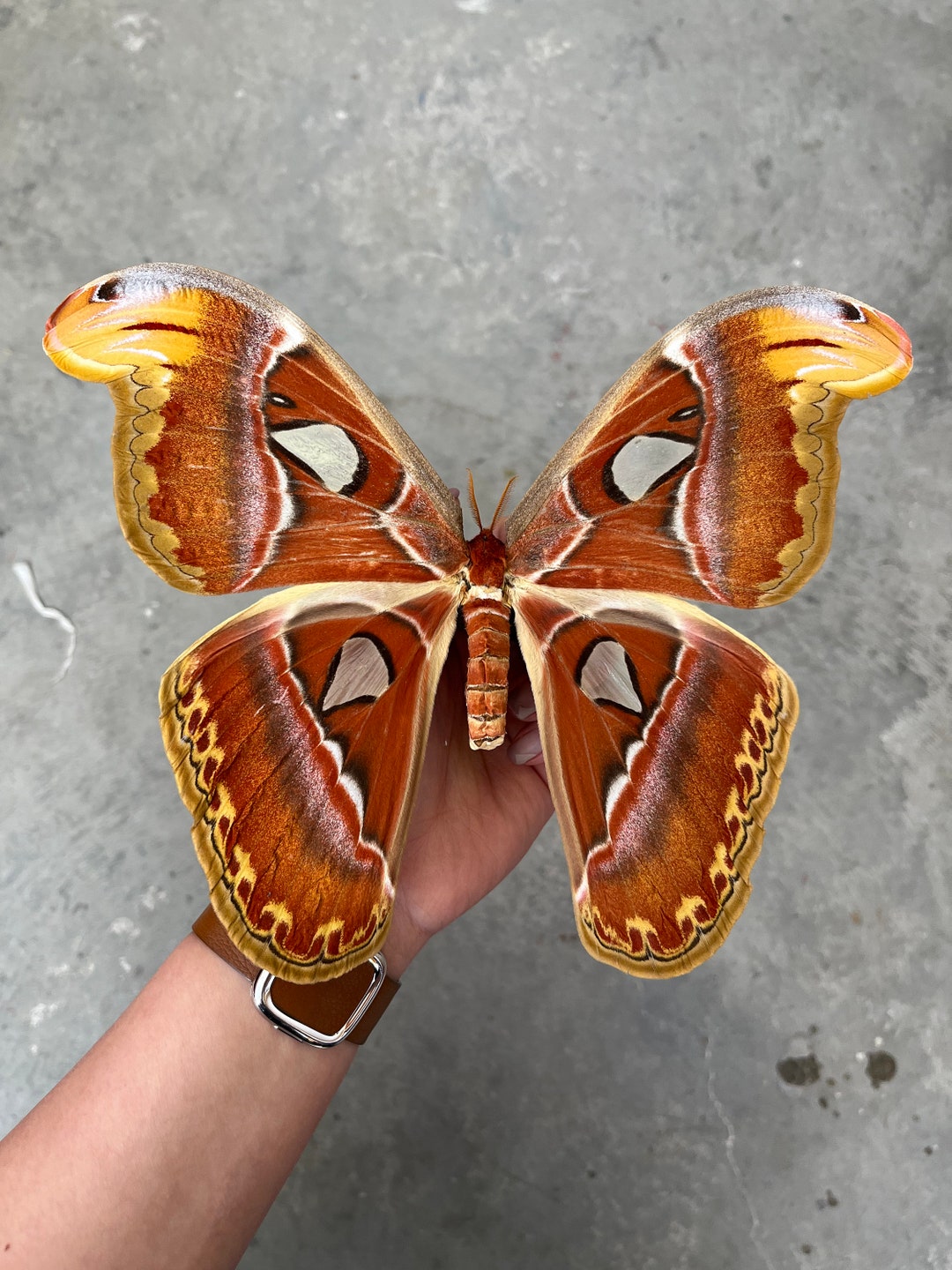 Attacus Atlas HUGE Atlas Moth A1/A1- MALE or FEMALE, Real, Dead, Dried ...