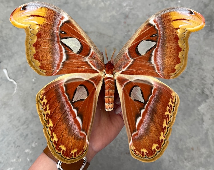 Rare Metallic Picasso Moth Framed Taxidermy - Baorisa Hieroglyphica - Etsy