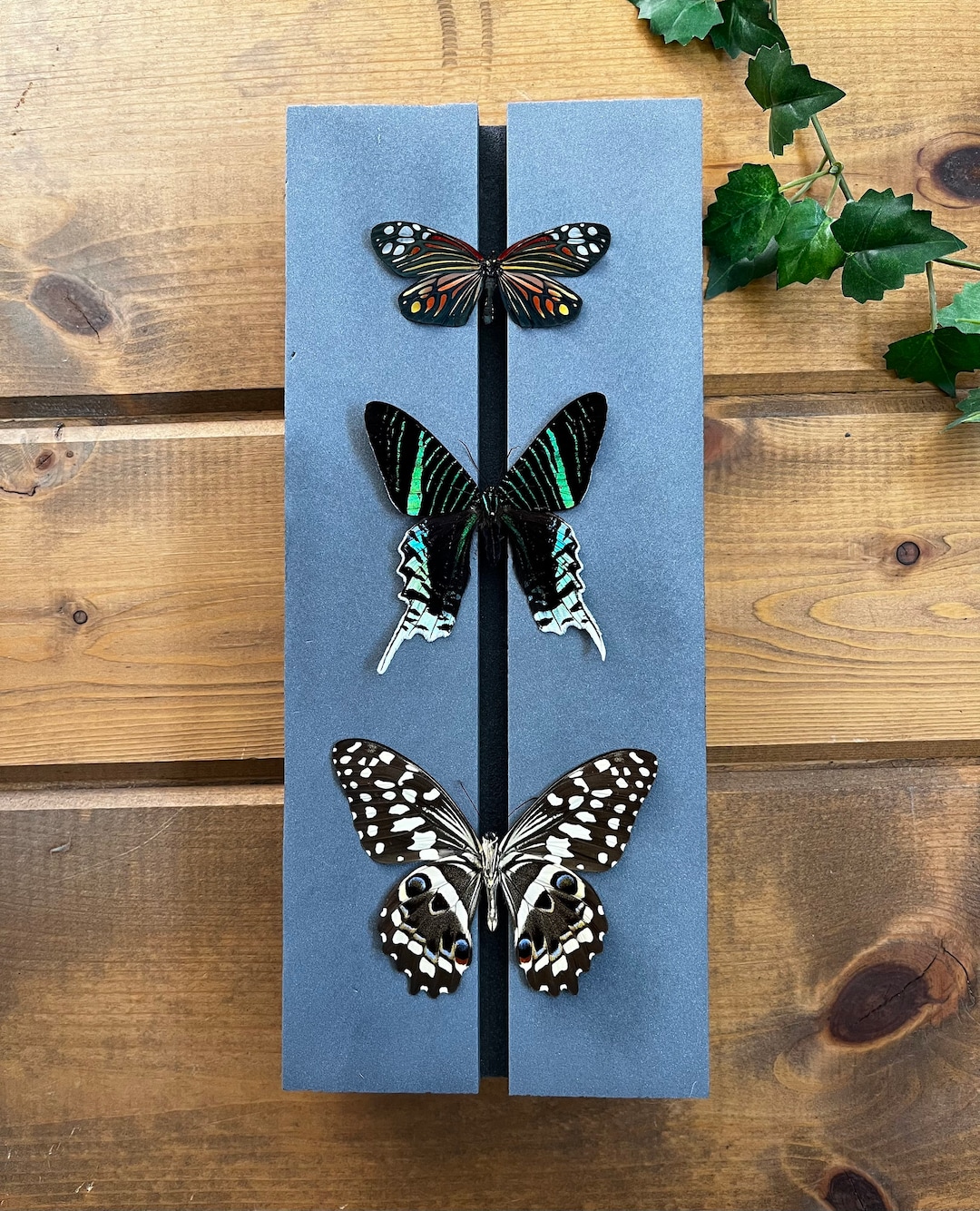 Butterfly Spreading Mounting Board, Professional Pinning Entomology ...