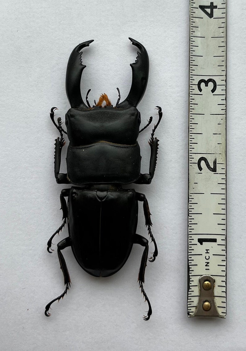 HUGE Stag Beetle 'dorcus Alcides', REAL, Dead, Dried Preserved Insect ...