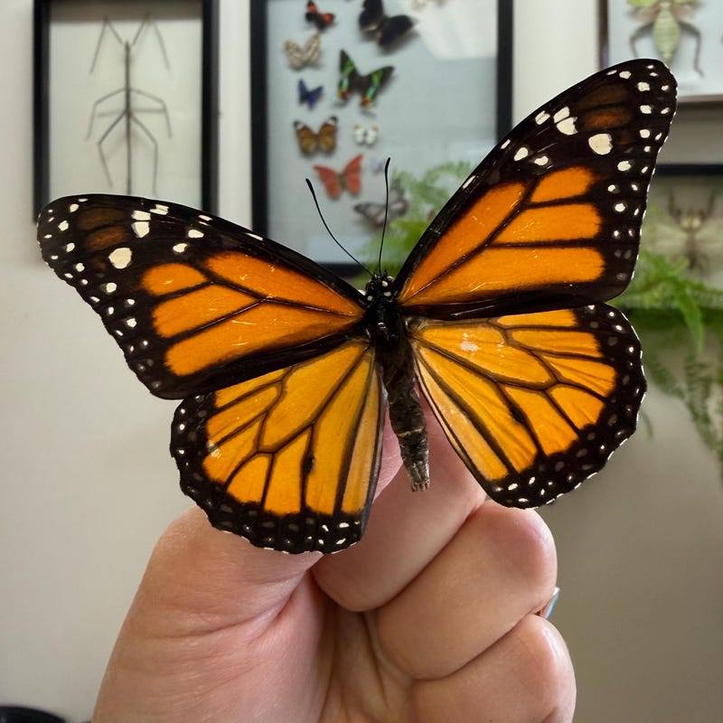 Real Butterfly Wing - Etsy