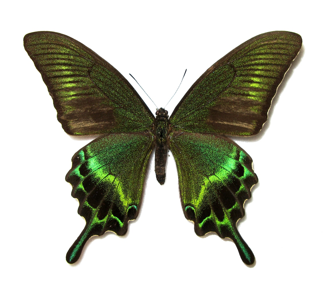 Papilio Maackii, Alpine Black Swallowtail (colorful Spring Form) REAL ...