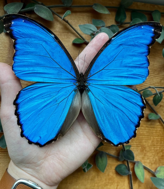 Giant Blue Morpho Butterfly Real Giant Blue Morpho Butterfly Framed