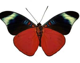 Panacea Prola Verso One Real Butterfly Red Flasher Peru - Etsy