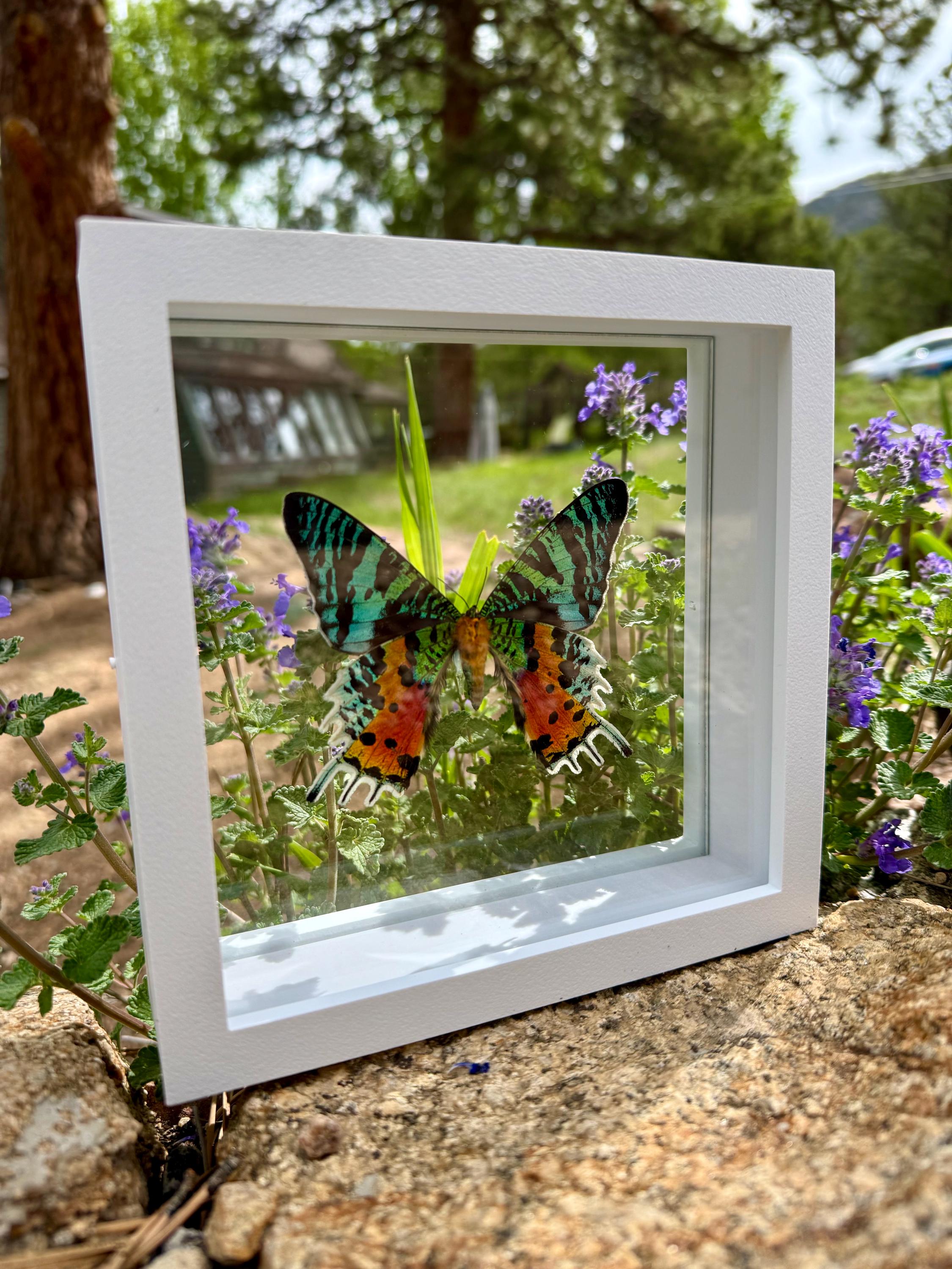 Double Glass Shadow Box Frames, REAL GLASS, Insect + Butterfly Picture ...