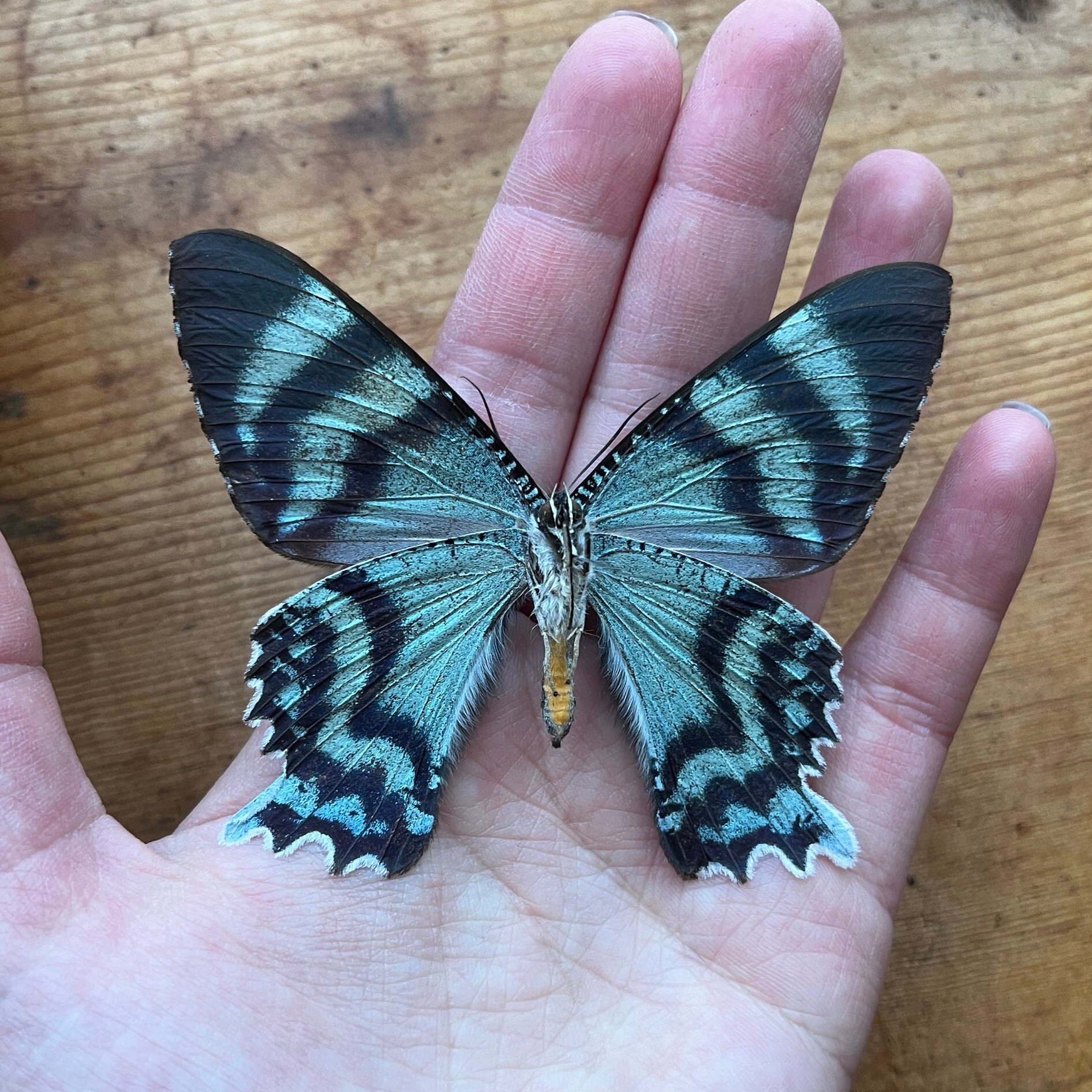 RARE Blue Dayflying Moth 'alcides Orontes' - Etsy
