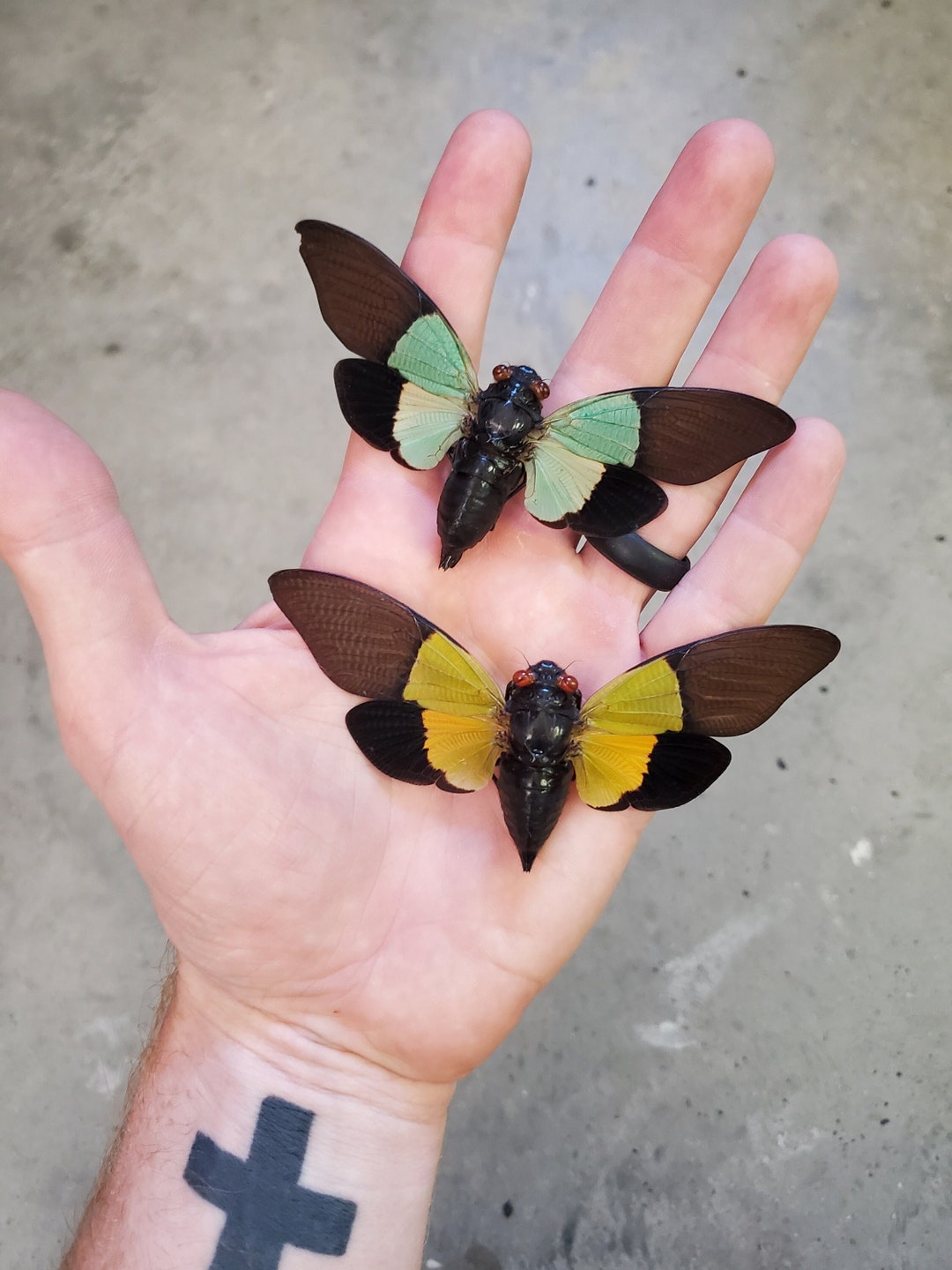 REAL Green Blue Cicada 'trengganu Sibylla' Wings SPREAD Open, Dead ...