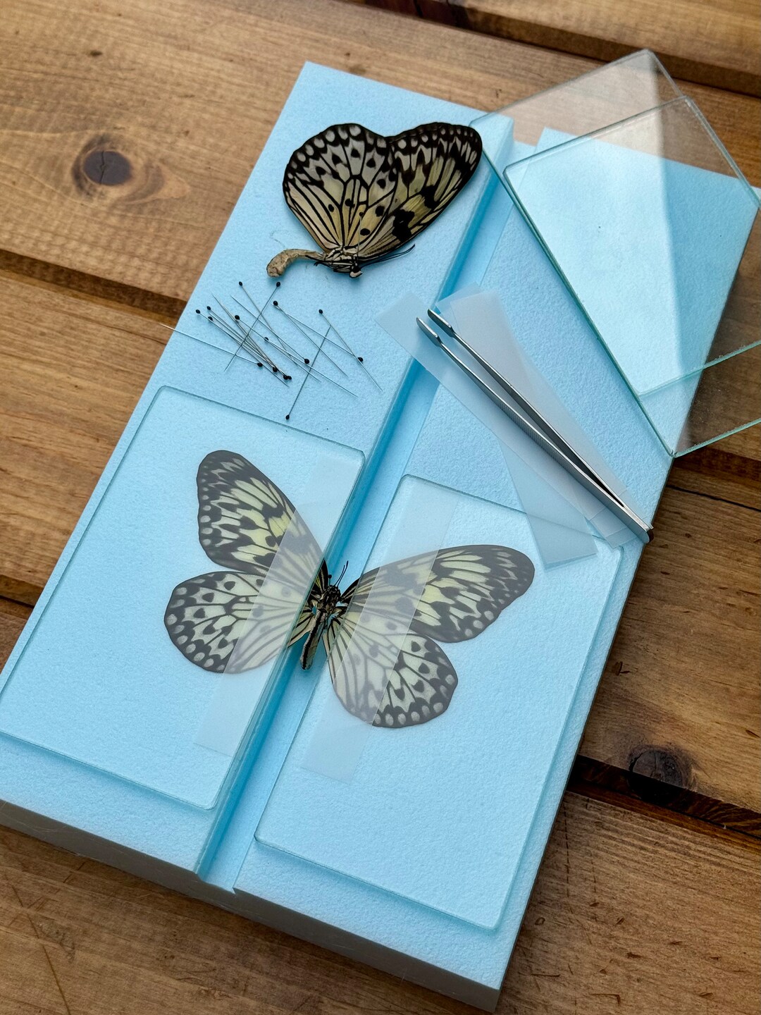 Complete LARGE Butterfly Mounting Kit Insect With Spreading Board - Etsy