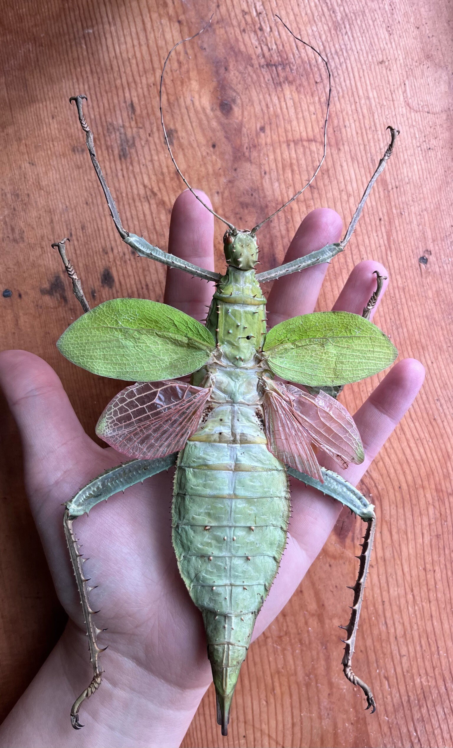 Heteropteryx Dilatata, HUGE Jungle Nymph Weird Giant Bug - Etsy