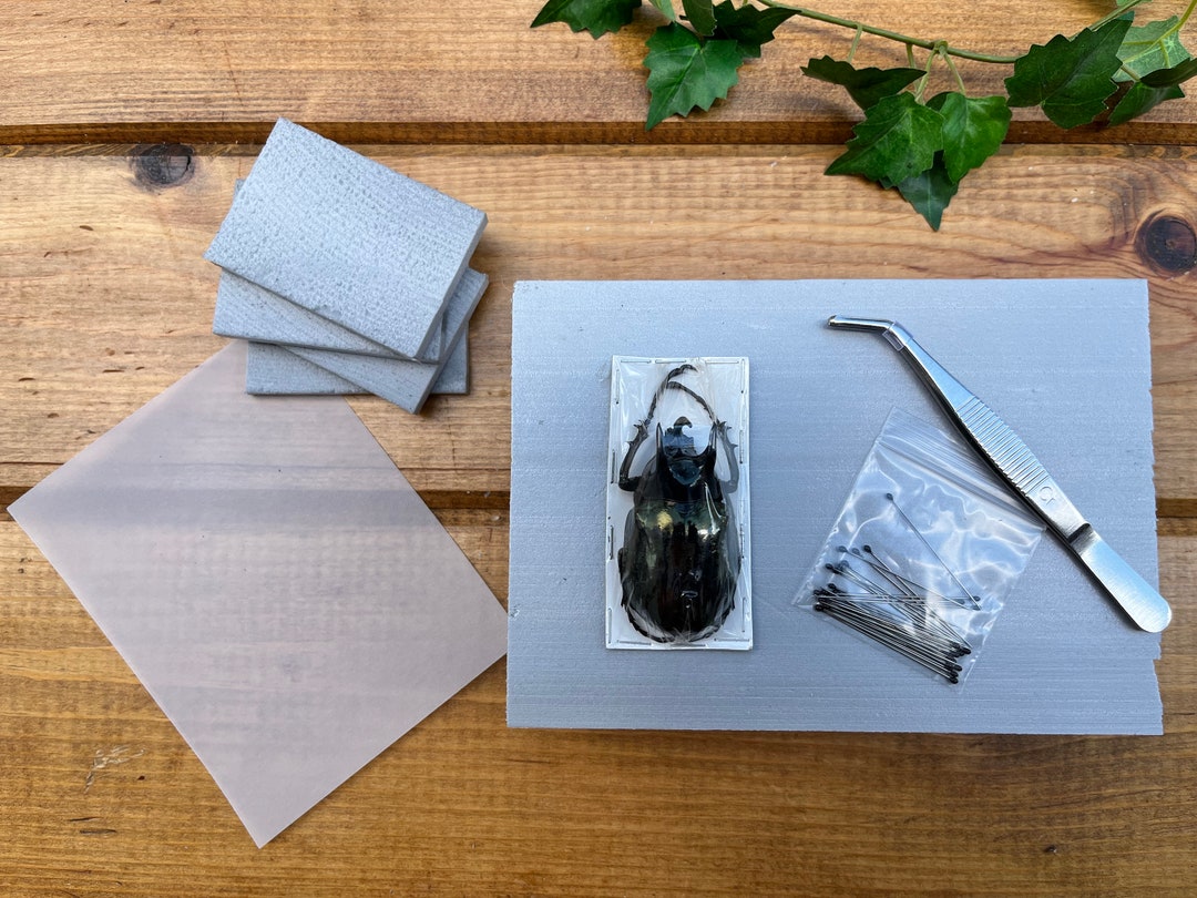 COMPLETE Beetle Mounting Kit With Insect Spreading Board, Tweezers ...