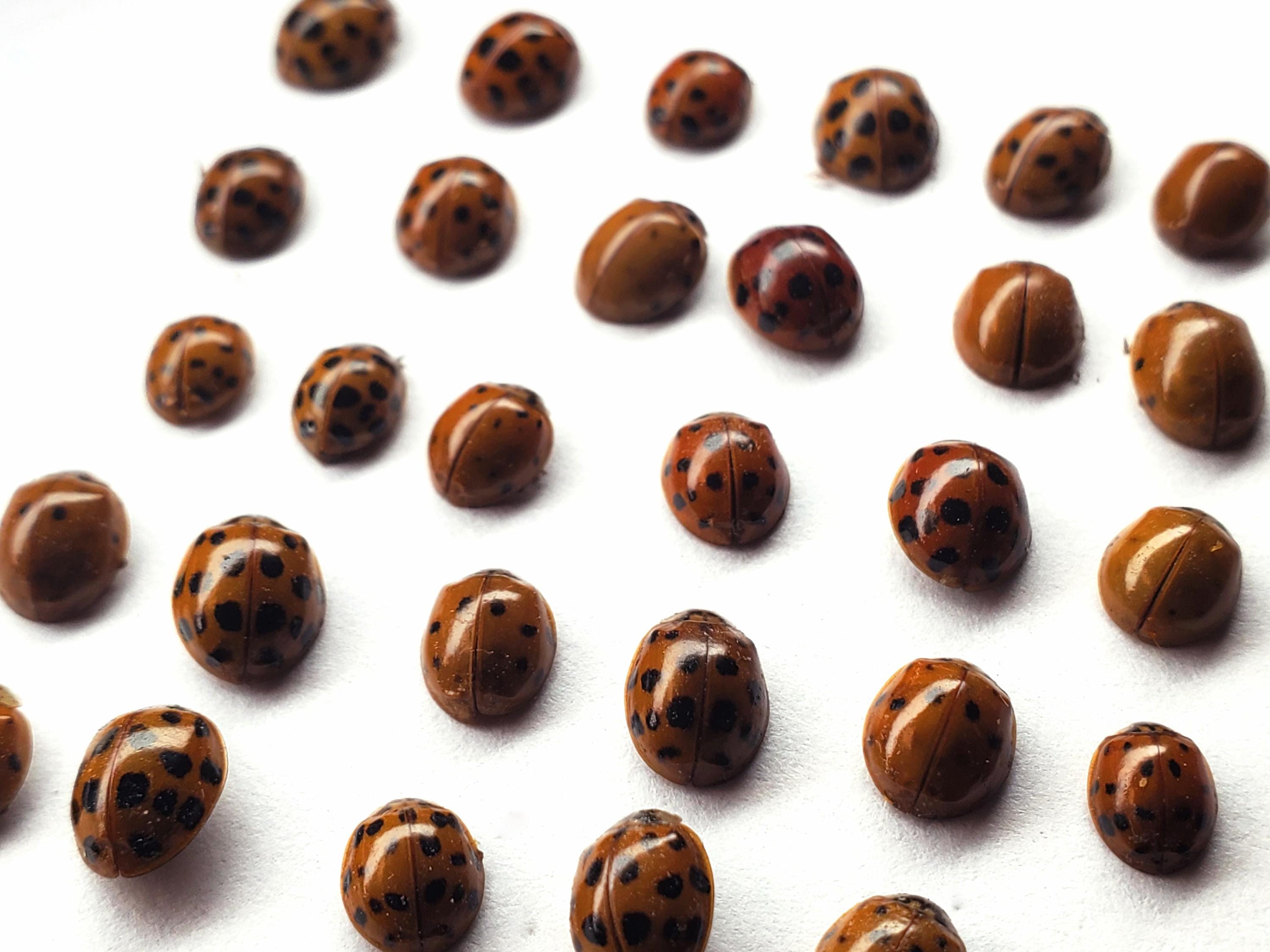 REAL Ladybugs! Dried Dead Ladybird Beetles Insects for Pinning ...