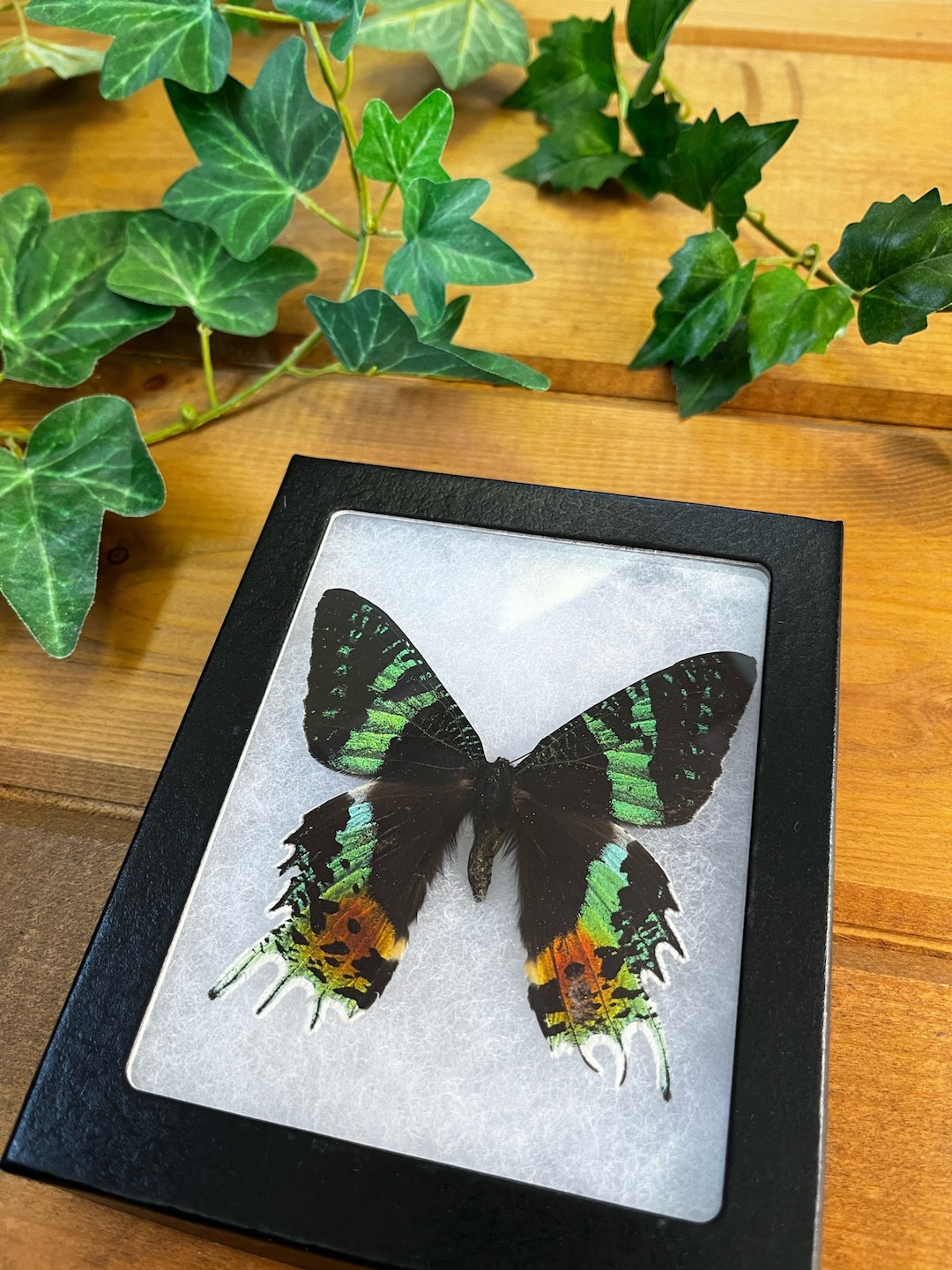 REAL Framed Sunset Moth, Urania Ripheus, Madagascar Butterfly, Wings ...