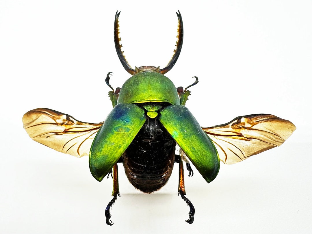 REAL Metallic Green Stag Beetle, Lamprima Adolphinae 'sawtooth Stage ...