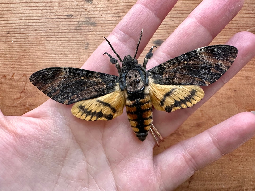 Death's Head Hawkmoth 'acherontia Styx', Real Deathhead Moth, Gothic ...