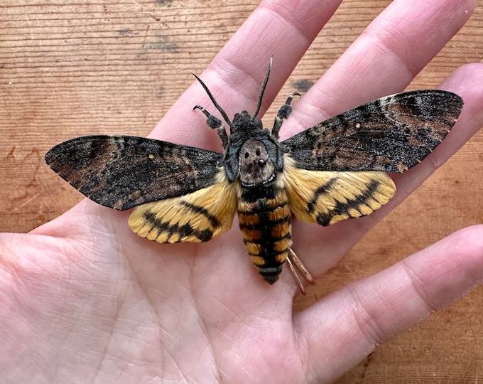 Rare Giant Hercules Atlas Moth Framed Taxidermy Coscinocera Hercules ...