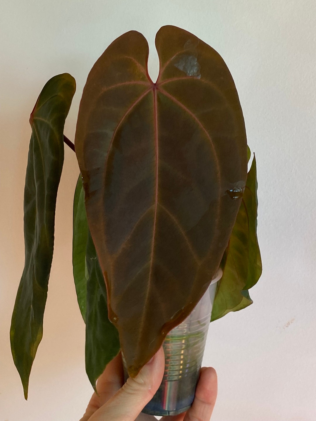 Anthurium ‘raven’s Heart’ (ace of Spades X Papillilaminum) Cutting ...