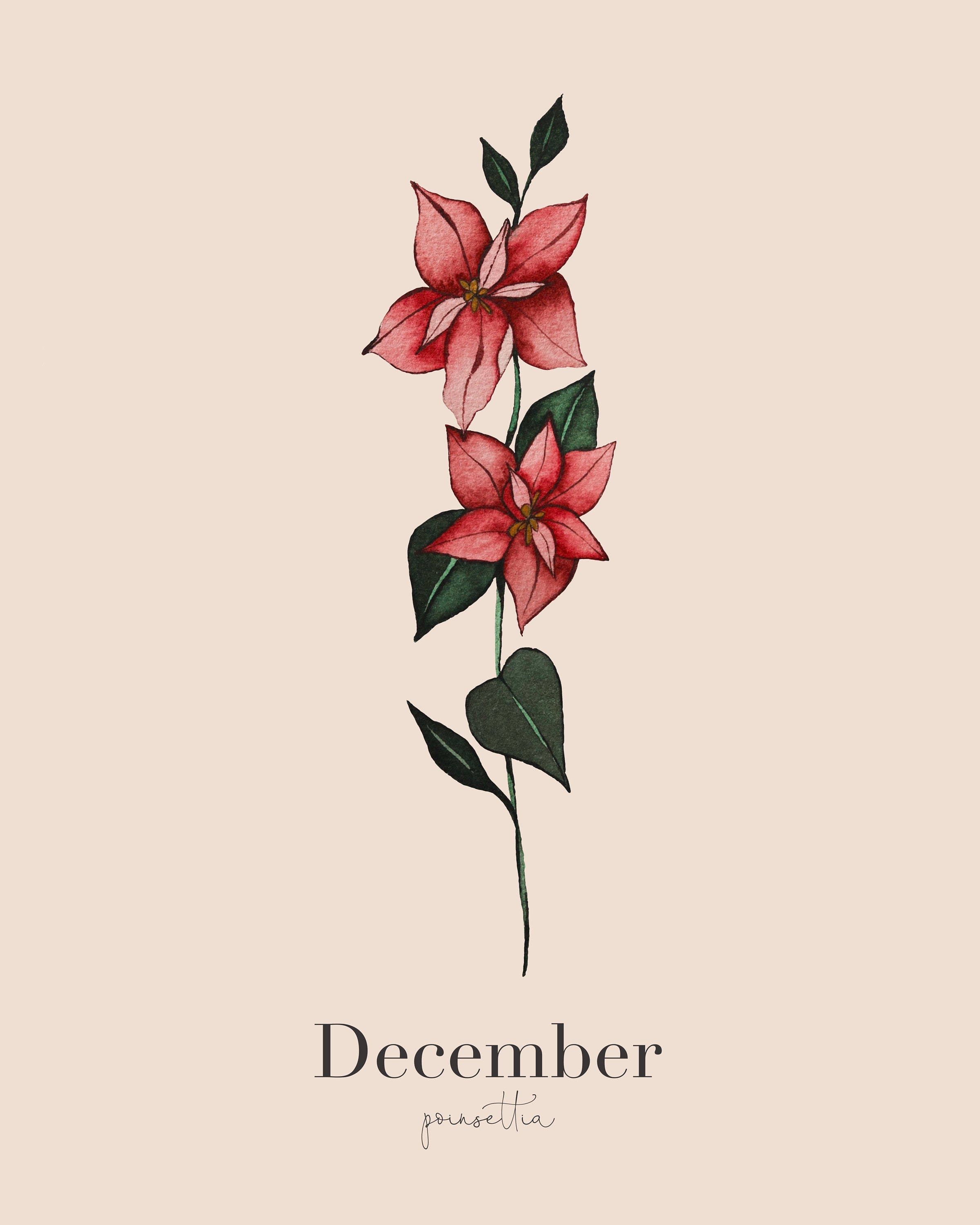 DECEMBER Birth Flower Print, Watercolor Poinsettia Painting, Watercolor ...