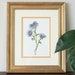 September Birth Flower Print, Watercolor Aster Painting, Watercolor ...