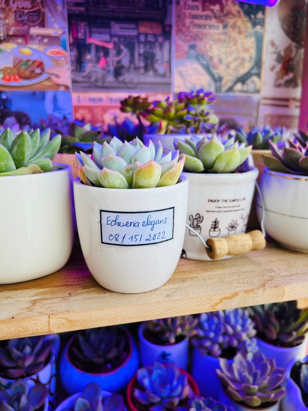 10 Simple Blank Printable Pages Plant Succulent and Cactus Name Tags ...