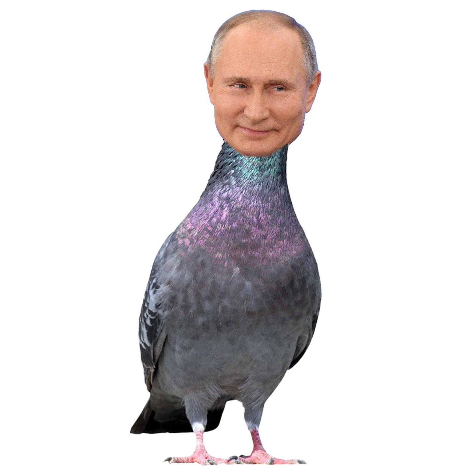 FUNNY PUTIN PIGEON Vladimir Putin as Pigeon Pootin Rude Poo - Etsy