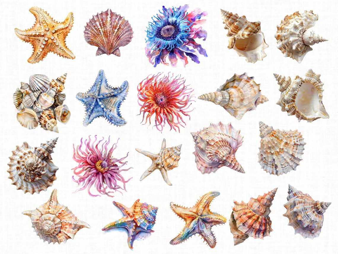 30 Sea Shells Clipart, Watercolor Seashells Clipart Bundle, High ...