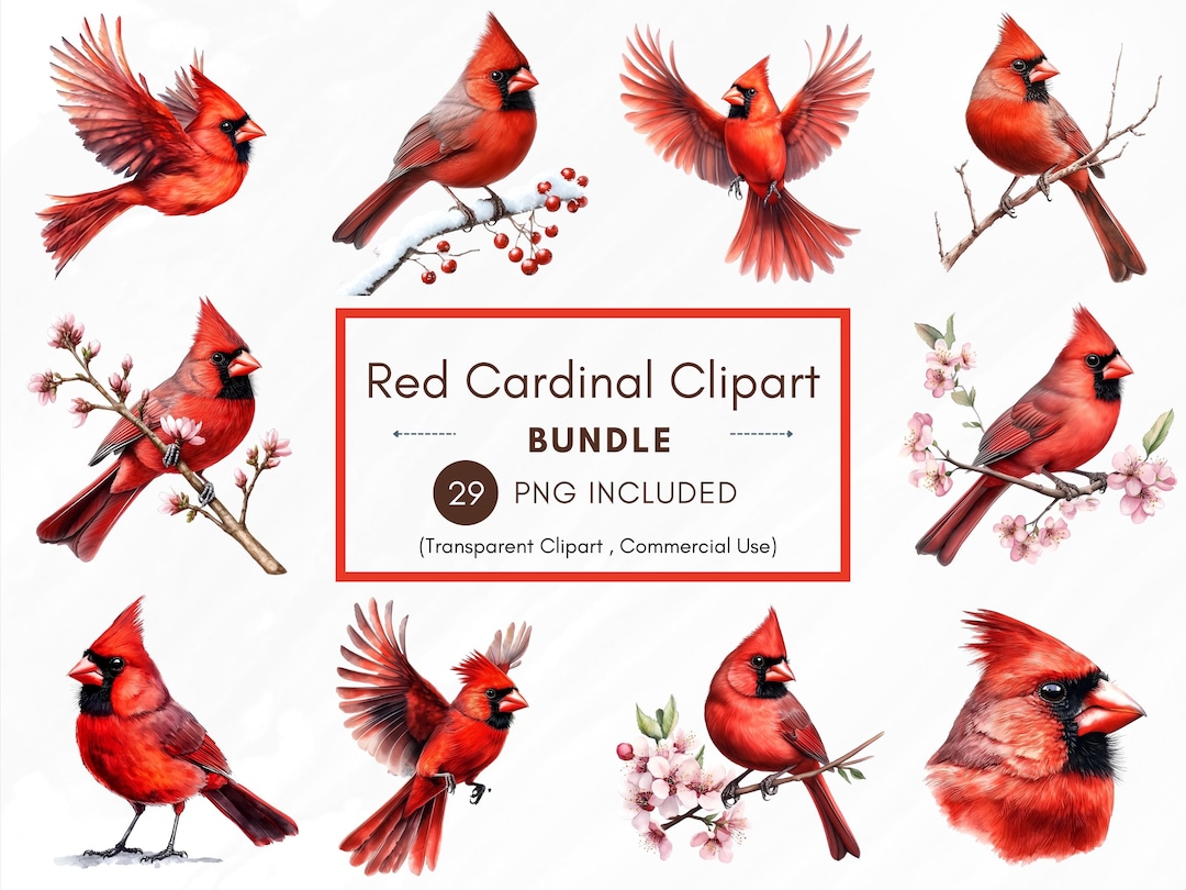 29 Watercolor Red Cardinal Clipart PNG Bundle,300 DPI Transparent Bird ...