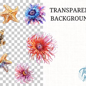 30 Sea Shells Clipart, Watercolor Seashells Clipart Bundle, High ...