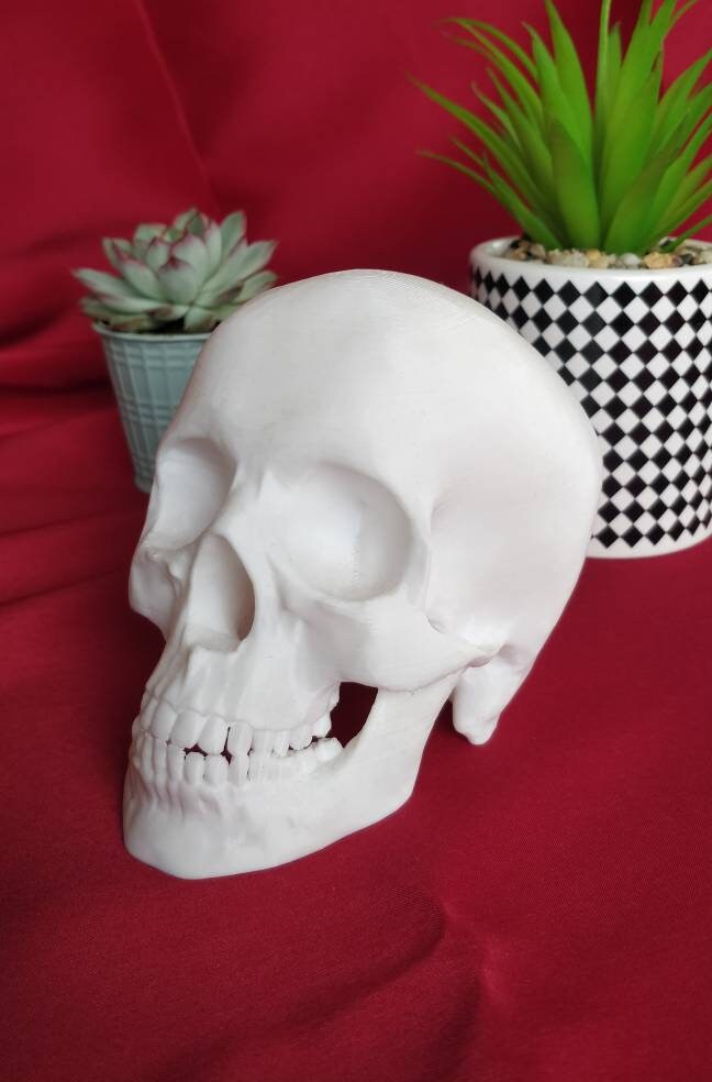 Human Skull Decoration Sculpture - Etsy