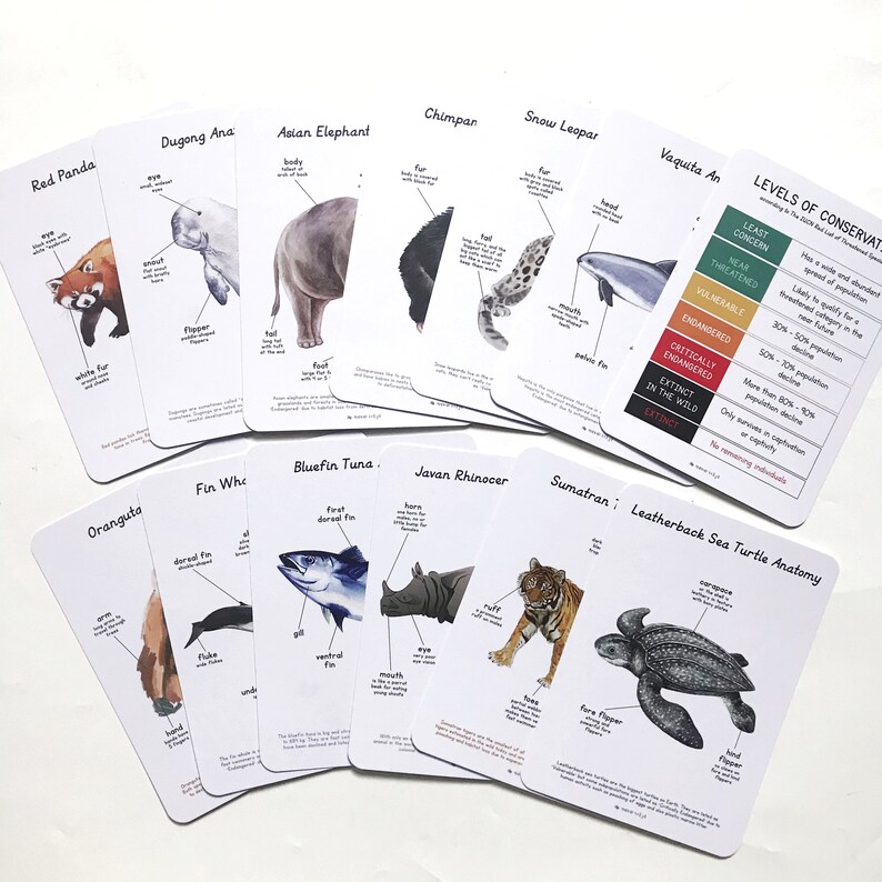 Anatomy Cards - Endangered Animals - Etsy