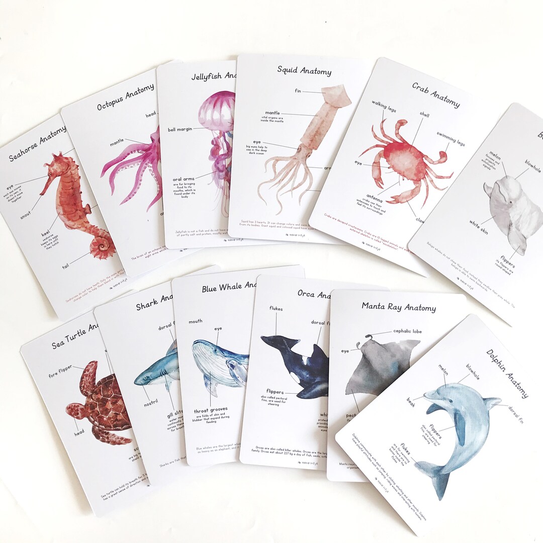 Anatomy Cards - Ocean - Etsy