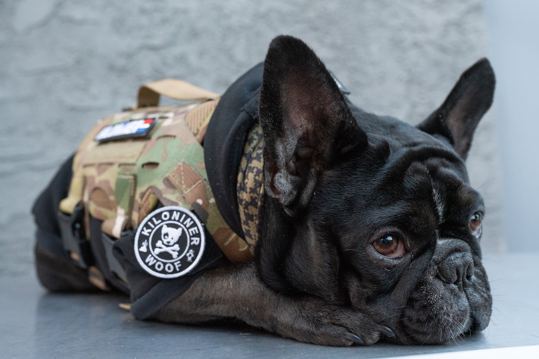 MINI DOG & CROSSBONES Morale Patch - Etsy