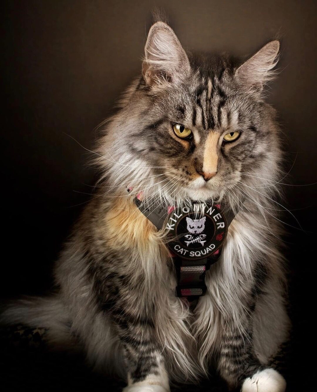 CAT SQUAD JUNGLE Morale Patch - Etsy