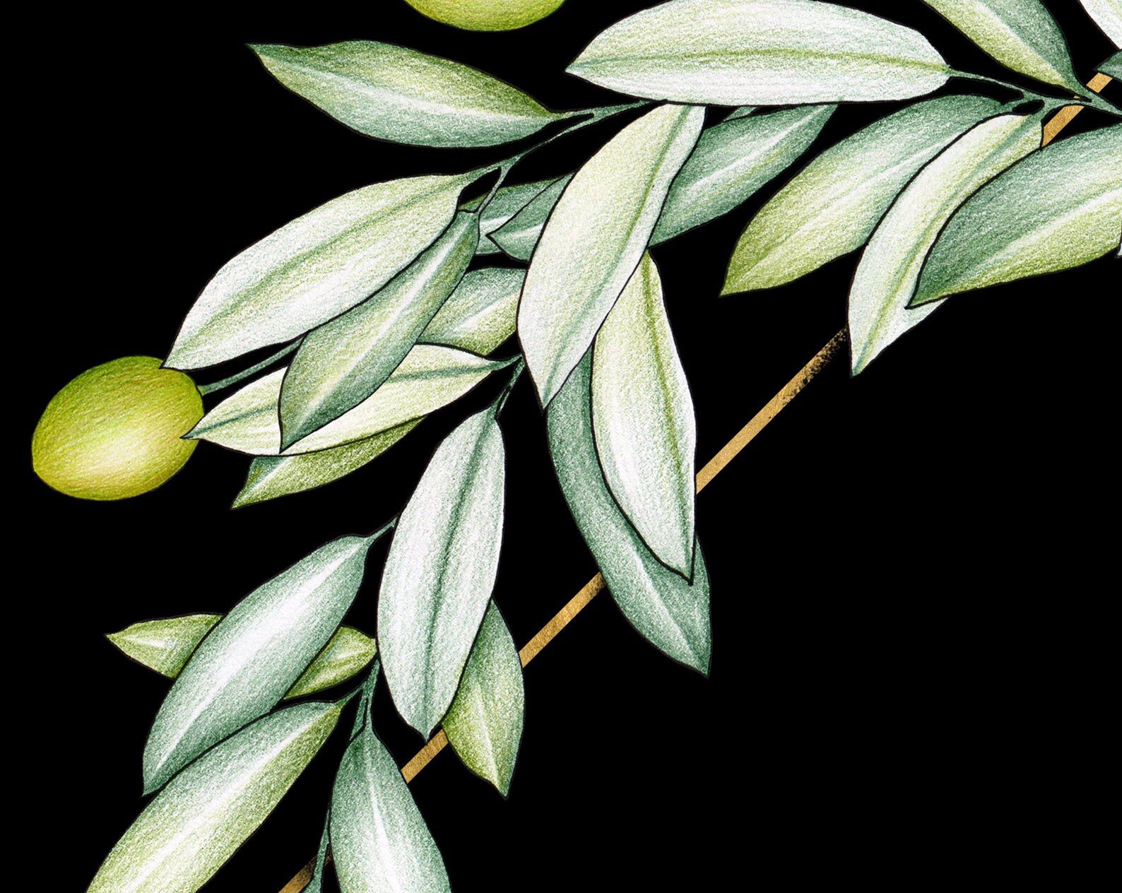 Olive leaf frames clip art Olive greenery foliage hand drawn | Etsy