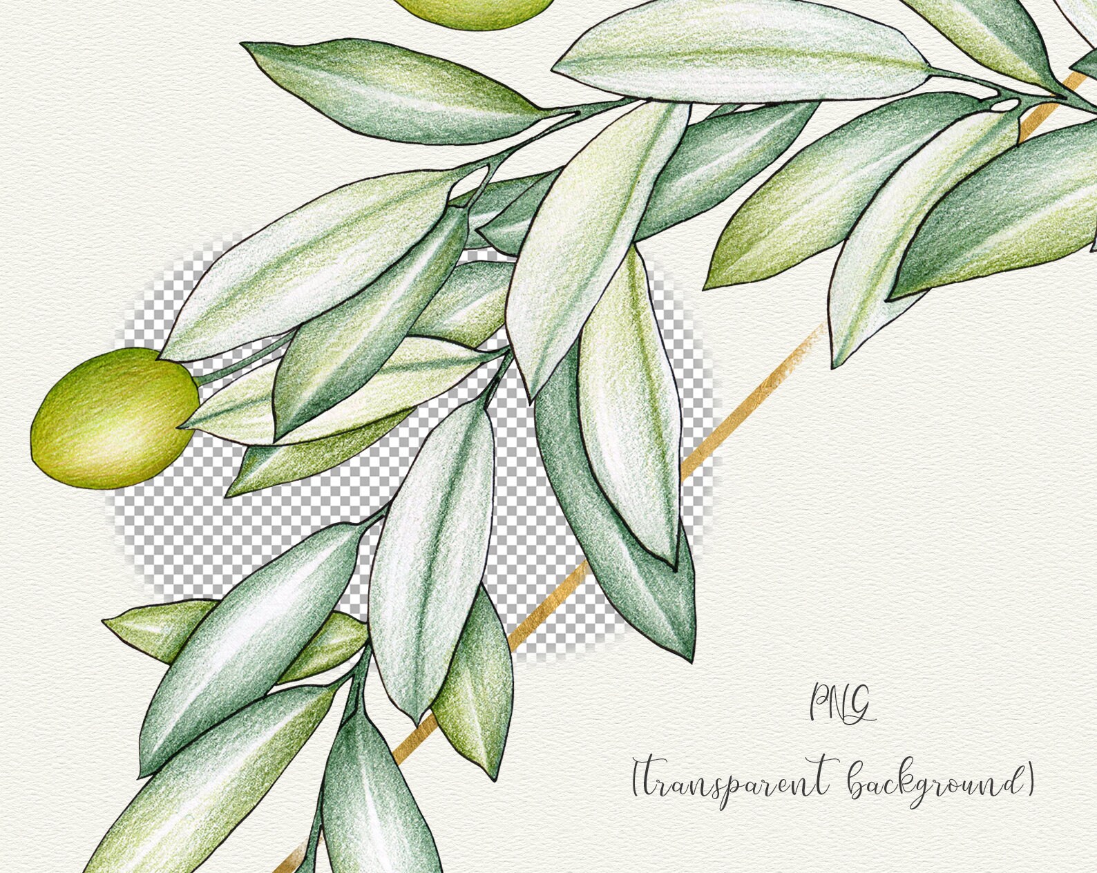 Olive leaf frames clip art Olive greenery foliage hand drawn | Etsy