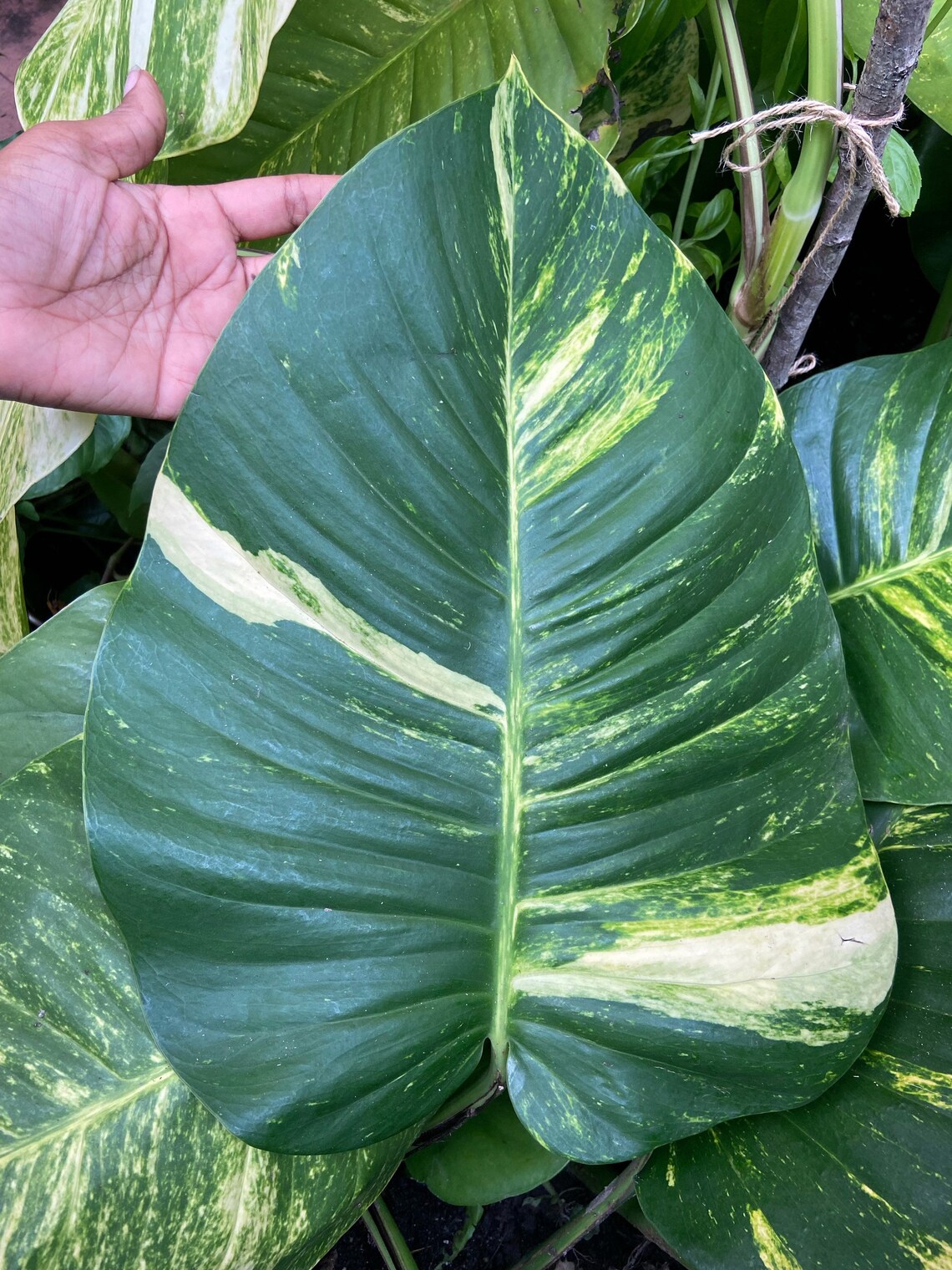 Giant Hawaiian Pothos . Rare Giant Variegated Hawaiian - Etsy