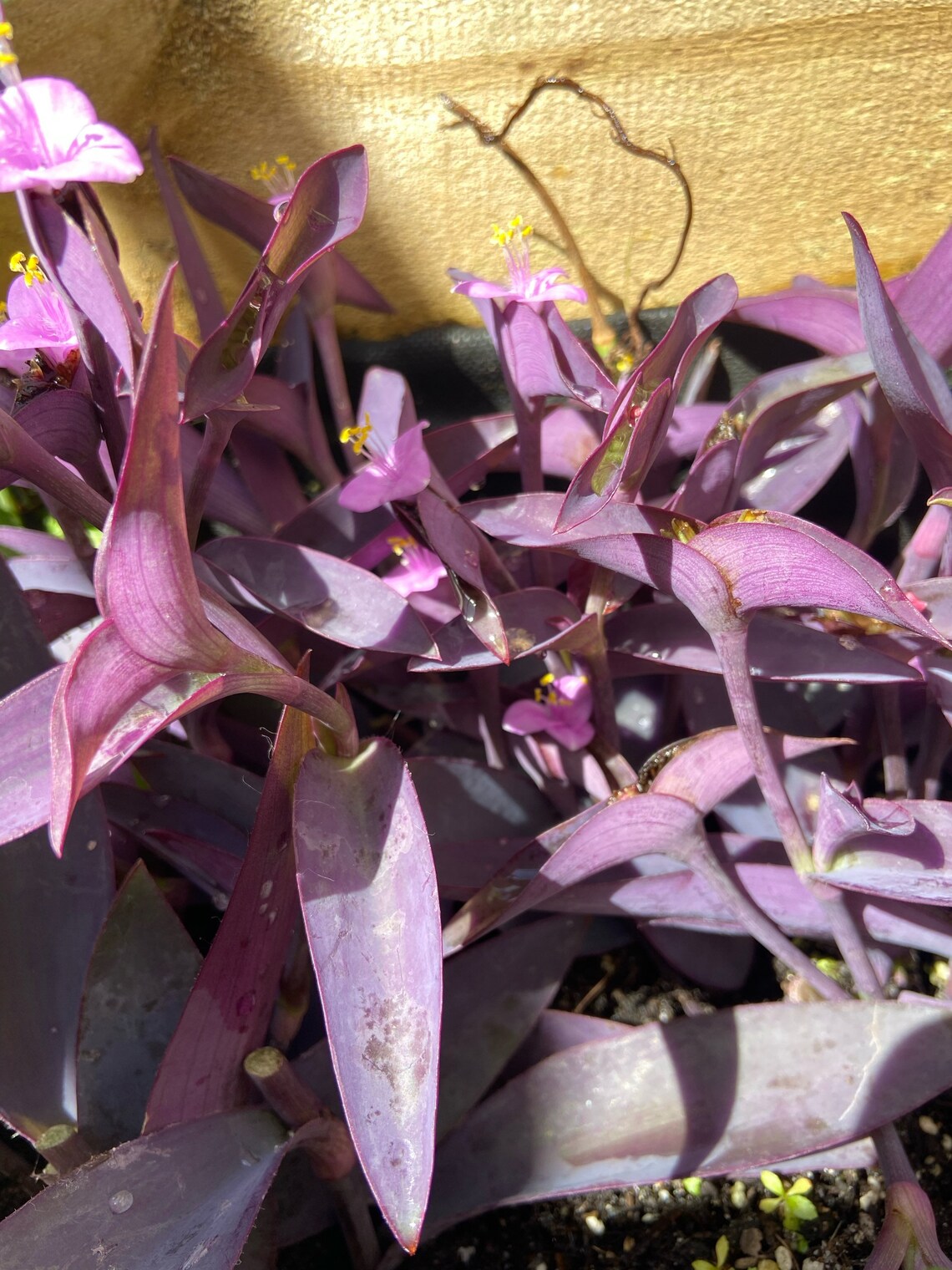 Tradescantia Pallida Setcreasea Pallida purple Heart 3 - Etsy