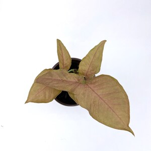 Pink Syngonium, Pink Green Arrow Heads. - Etsy