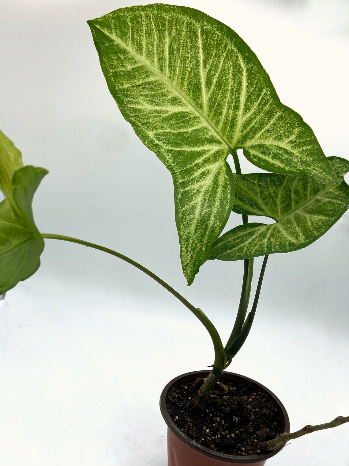 Syngonium white Butterfly Arrowhead Plant Nephthytis - Etsy Canada