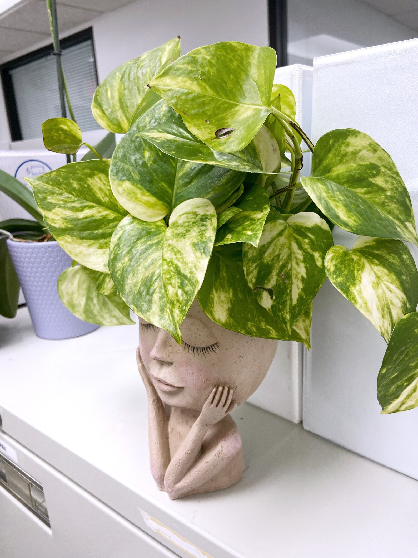 Pothos, Golden Pothos. Variegated Vine. Live, Air Purifying, Marble ...